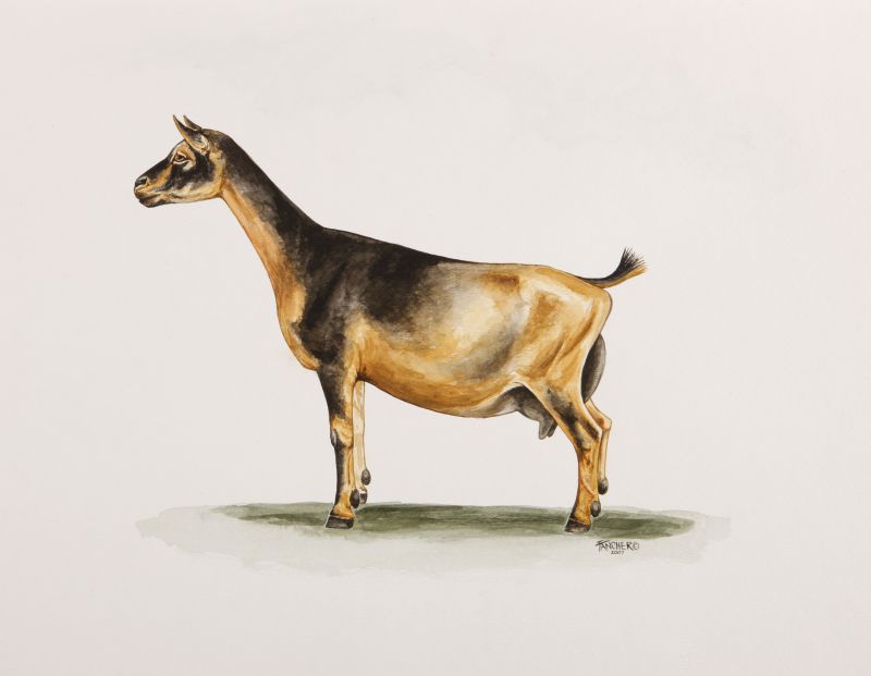 Adga Herd Tattoos