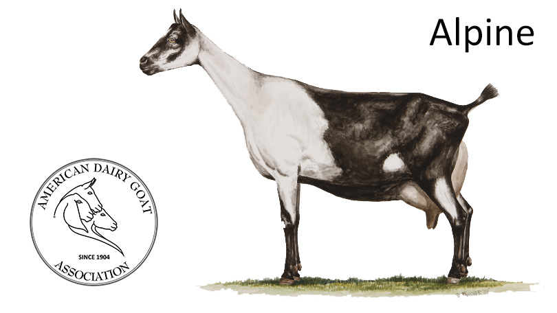 ADGA Breed Standards - American Dairy Goat Association - ADGA