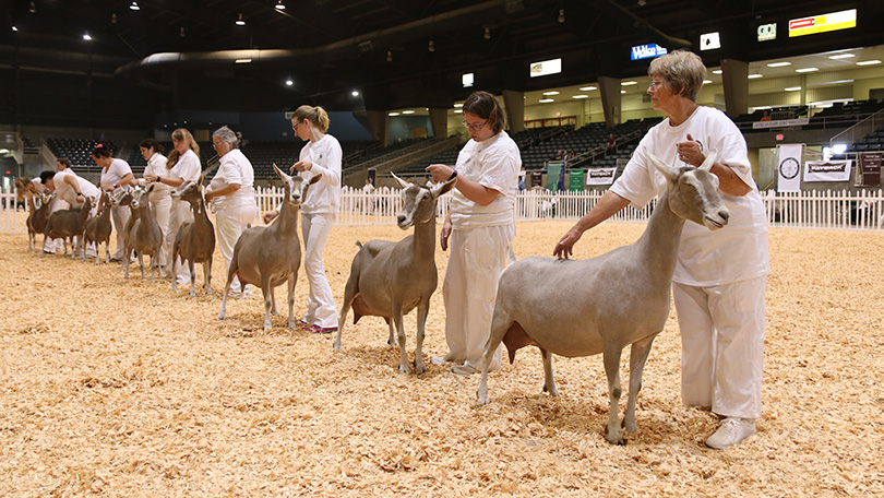 Coronavirus and ADGA Shows - Update 3-15-2020 - American Dairy Goat ...