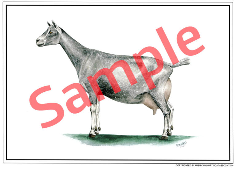 Correct Color Prints of Dairy Goats - American Dairy Goat Association ...